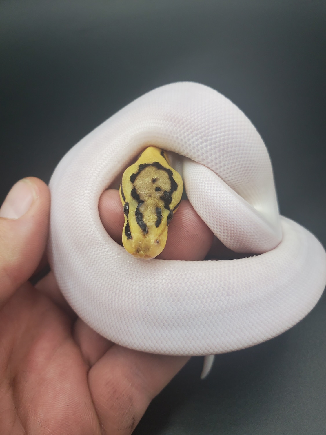 Pastel Spied 100% DH VPI Clown Ball Python by Brian Bode Reptiles ...