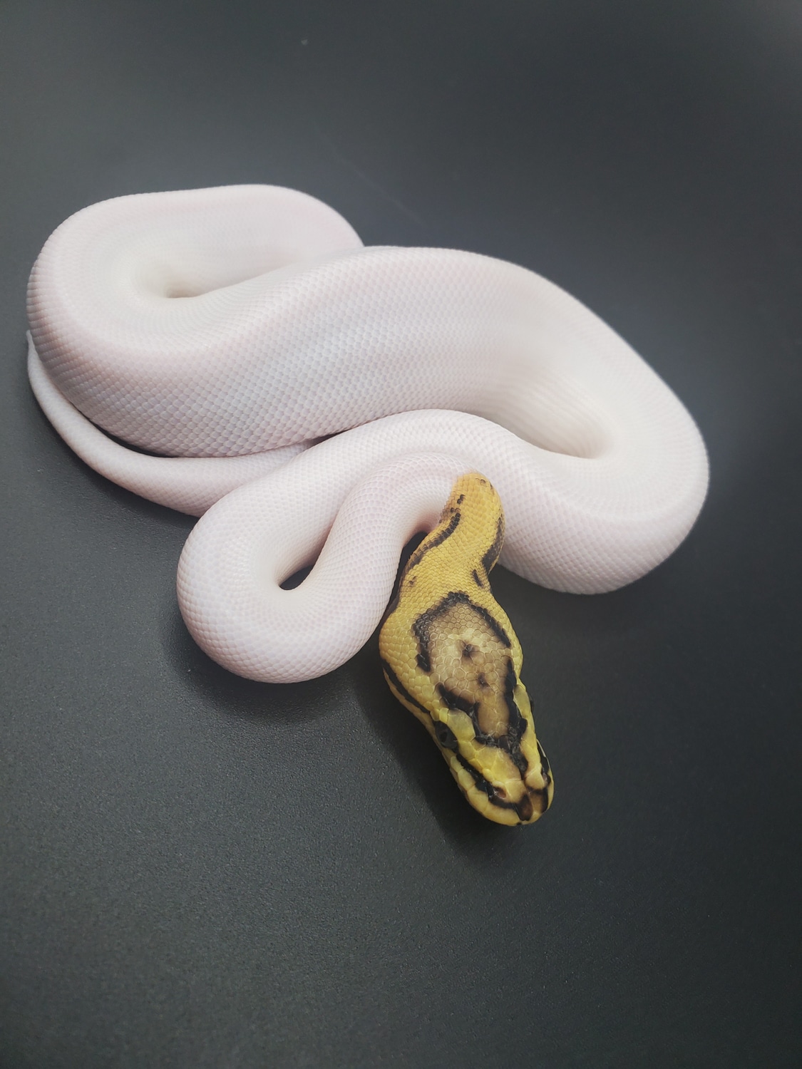 Pastel Spied 100% DH VPI Clown Ball Python by Brian Bode Reptiles ...