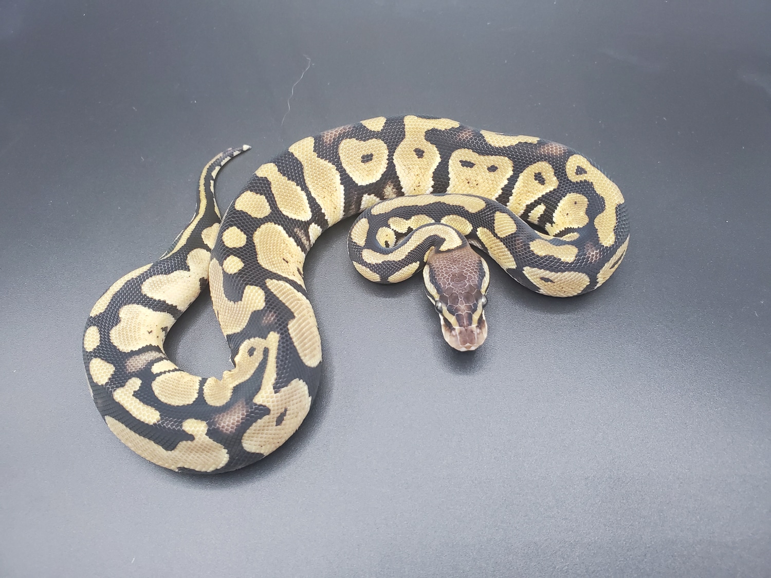 Female Pastel DH VPI DG 66% Het Pied 50% Het Clown Ball Python by Brian ...