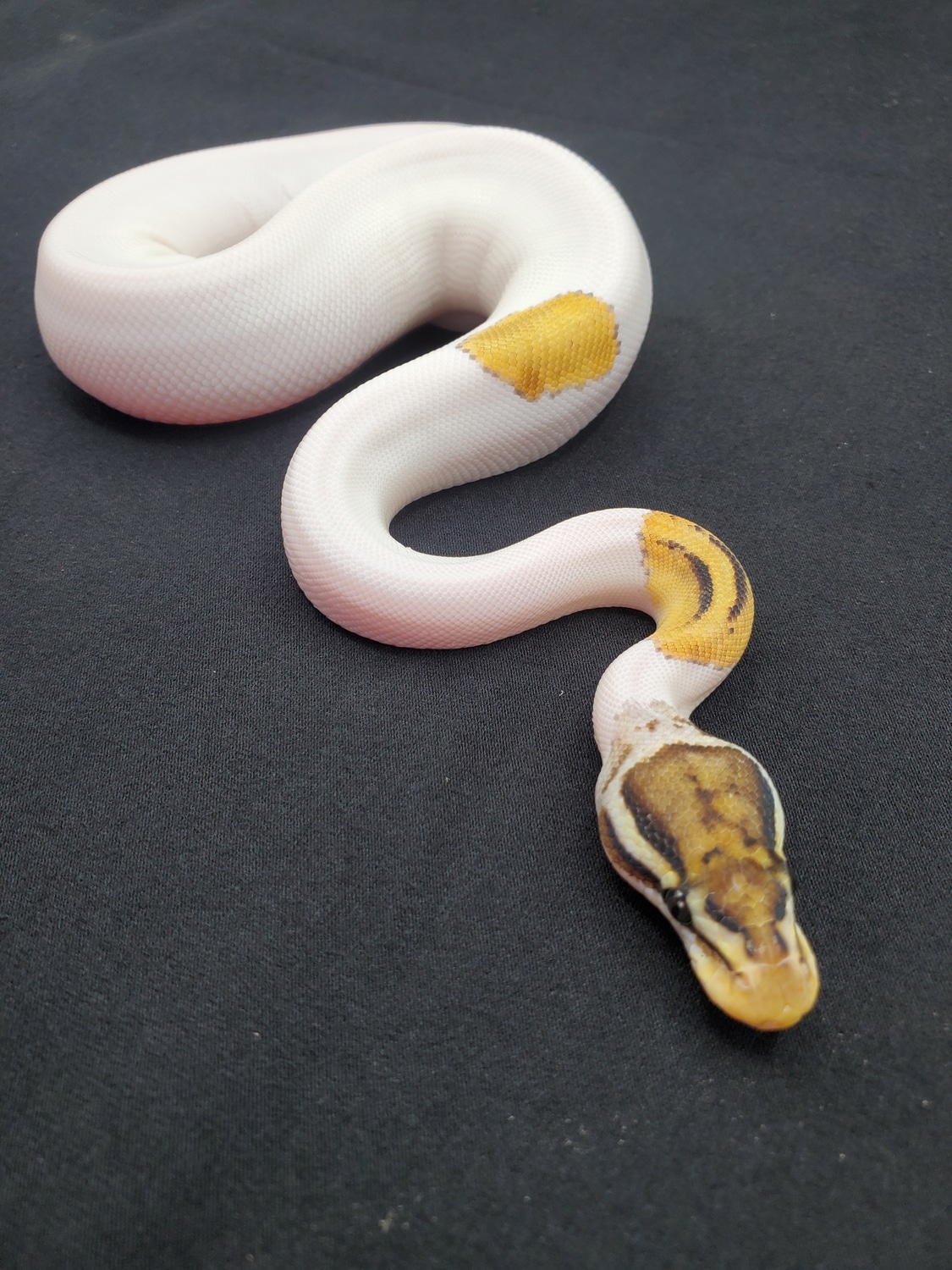 Pastel Russo Pied 66% Het Albino Ball Python by Brian Bode Reptiles ...
