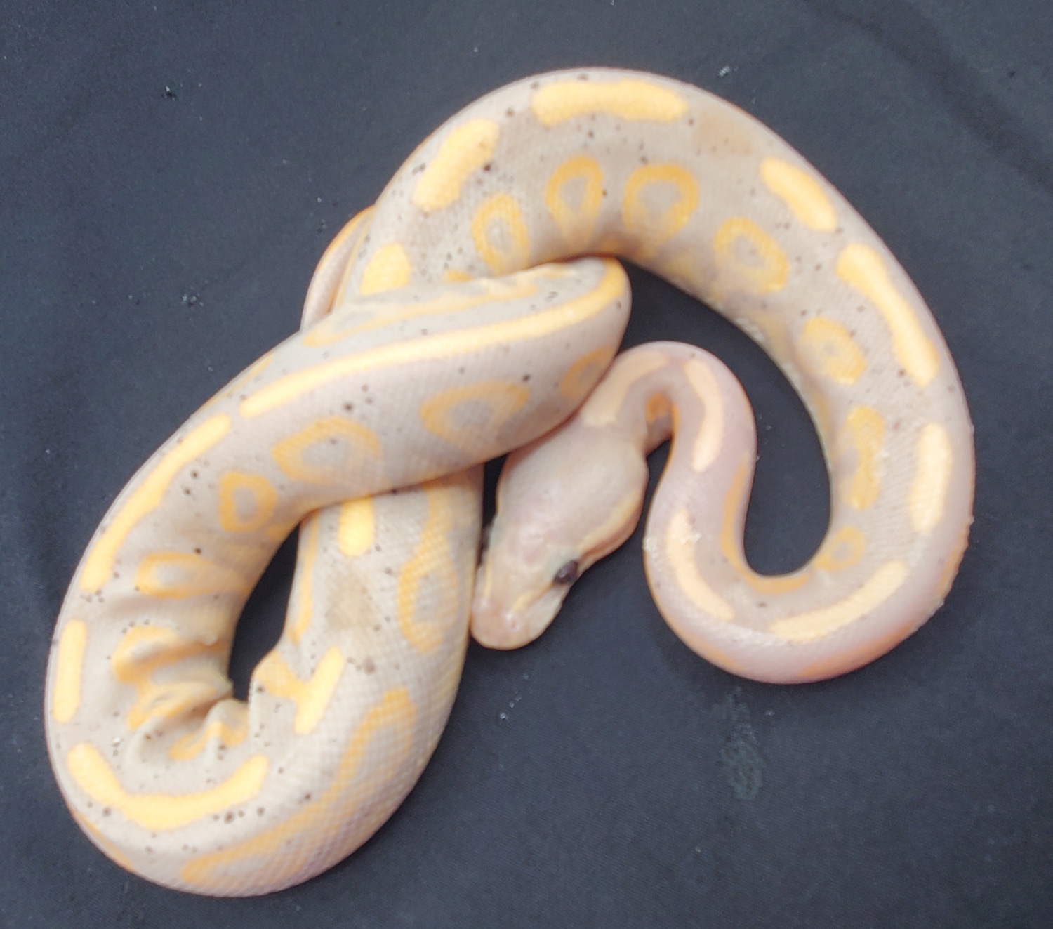 Coral Glow YB Cinnamon Enchi Ball Python by Brian Bode Reptiles ...