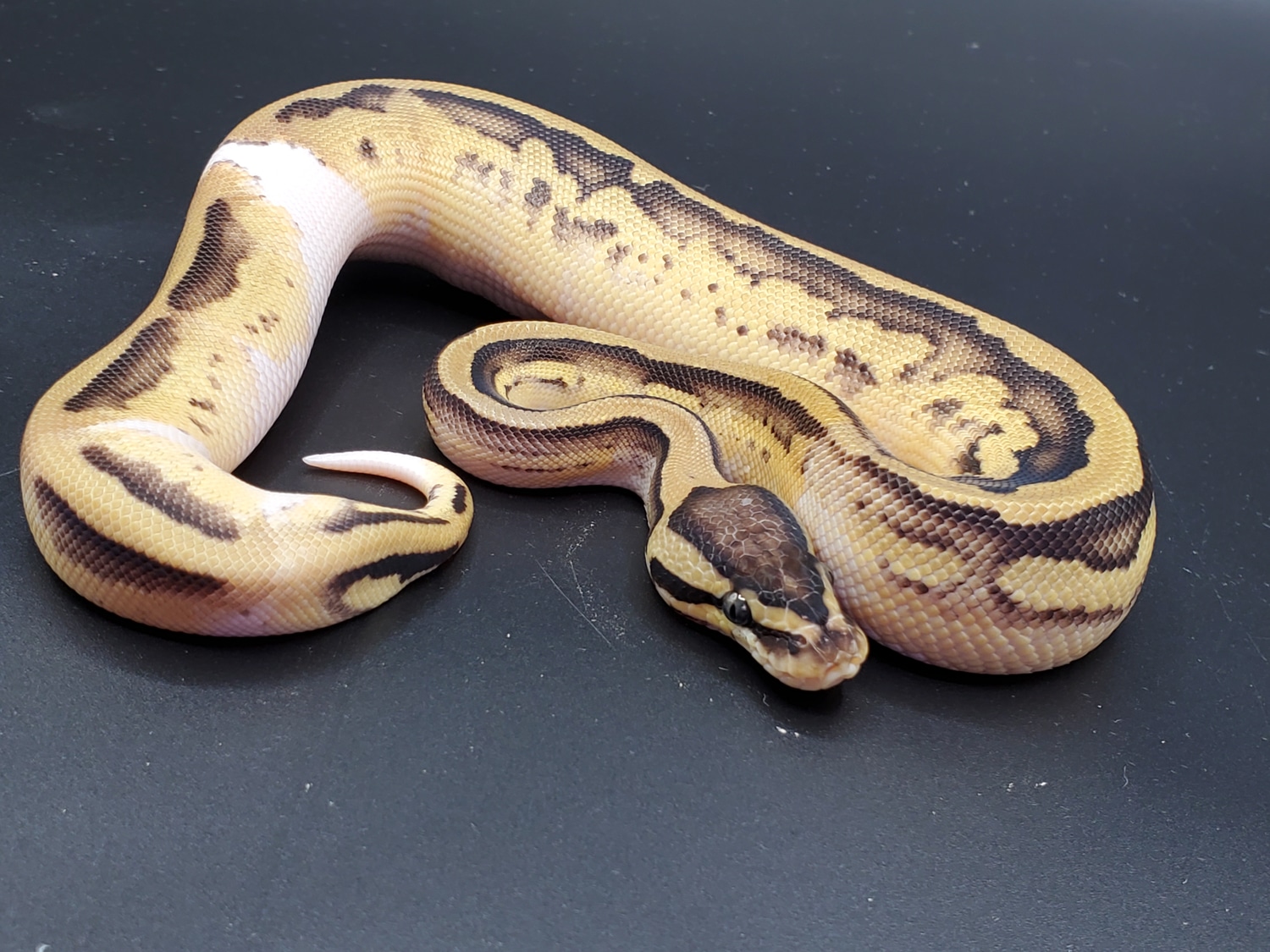 Brian Bode Reptiles's Collection - MorphMarket