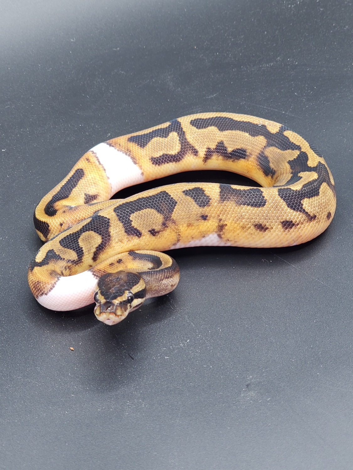 Female Pied Het DG Ball Python by Brian Bode Reptiles - MorphMarket