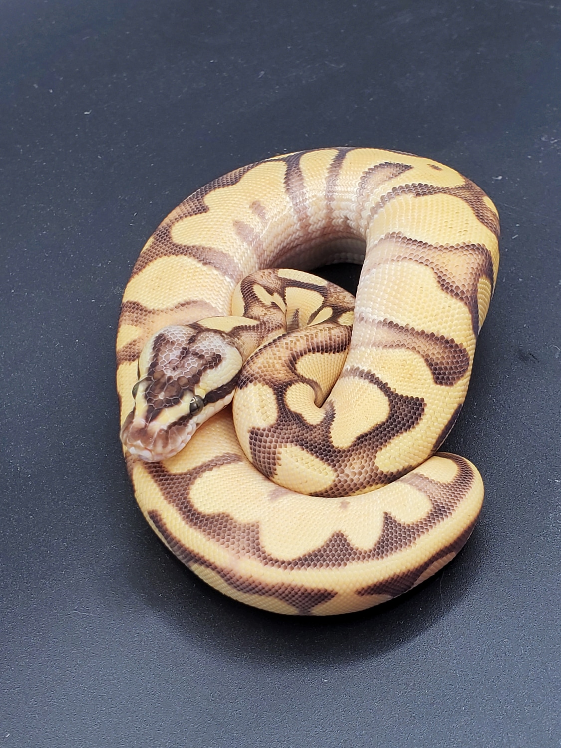 OD Enchi Firefly Ball Python by Brian Bode Reptiles - MorphMarket