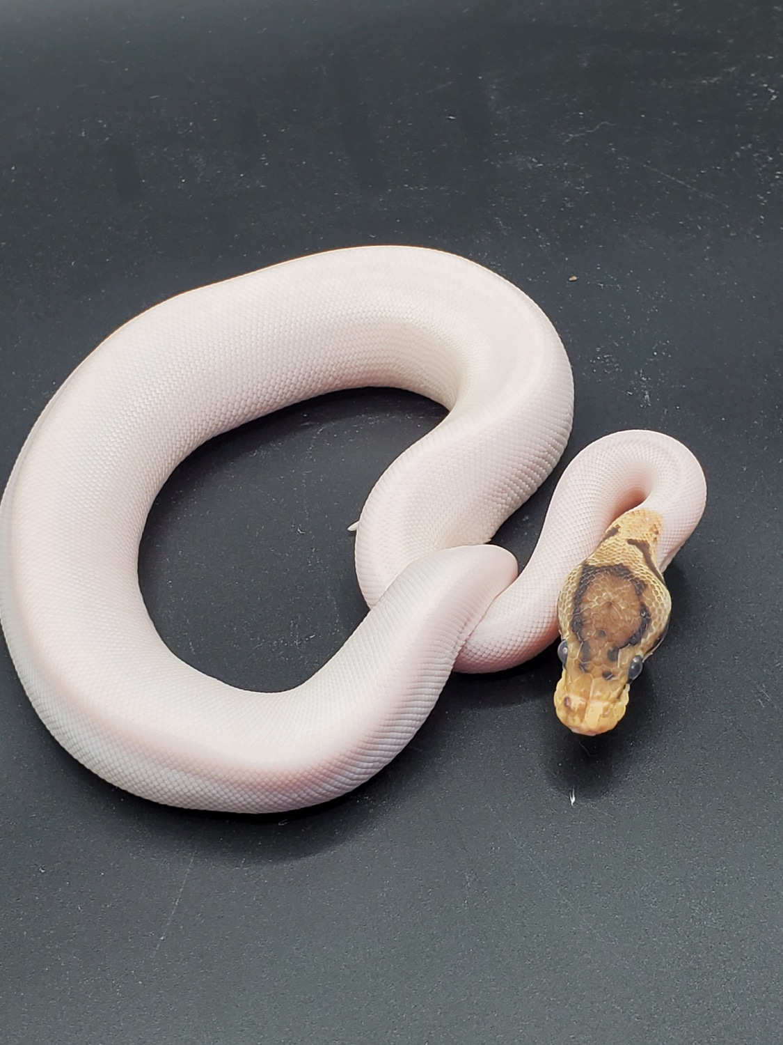 Pastel Spider Pied 100% DH DG VPI 50% Clown Ball Python by Brian Bode ...