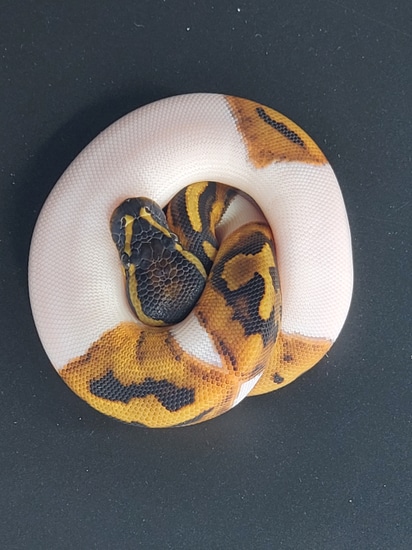 Pied Het Sunset Ball Python by Brian Bode Reptiles