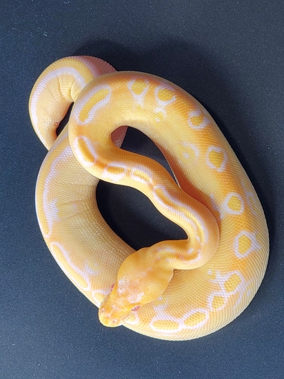 Female Albino Champagne Ball Python by Brian Bode Reptiles