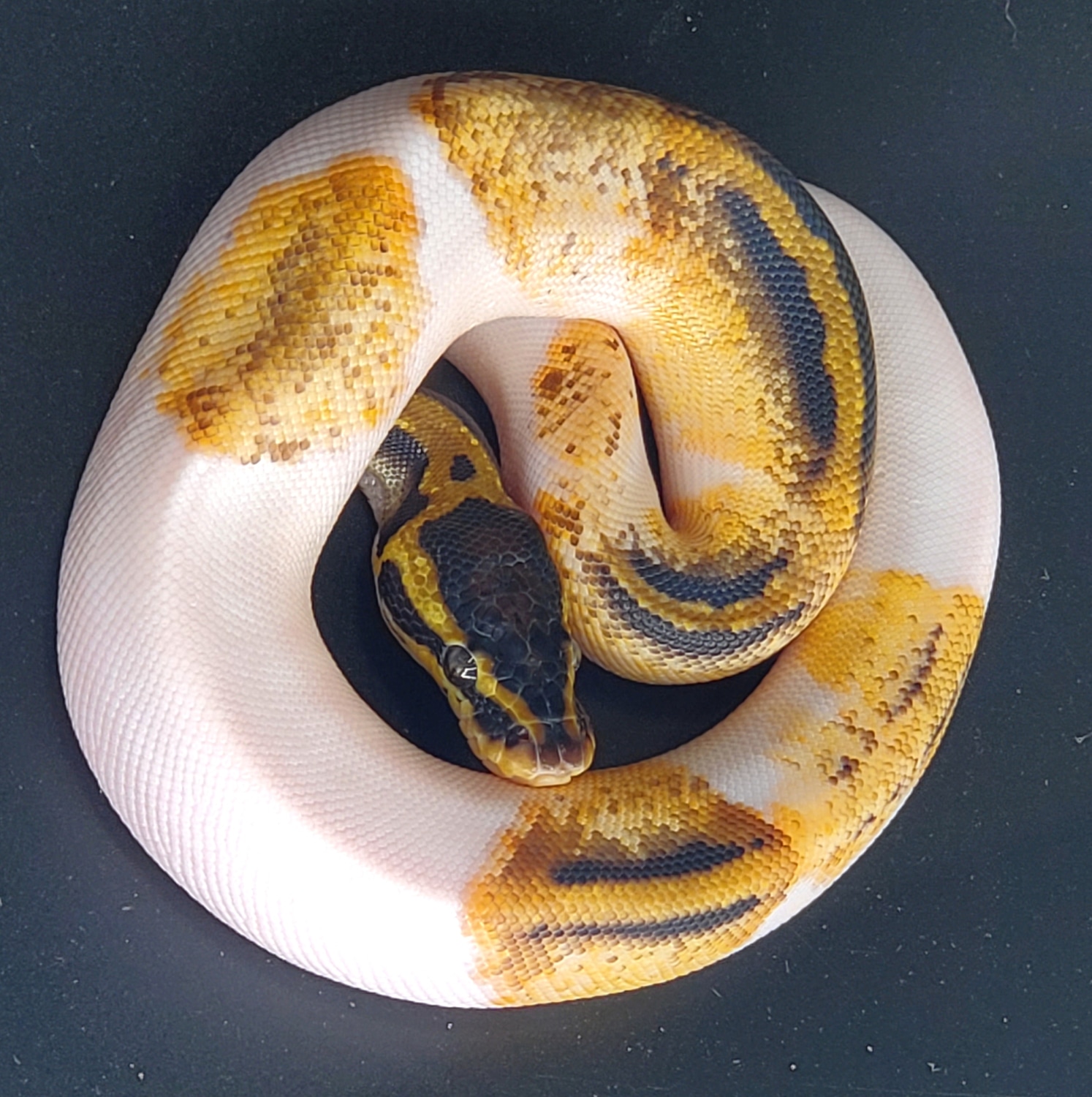 Pastel Cryptic Pied 100% Het Desert Ghost Ball Python by Brian Bode ...