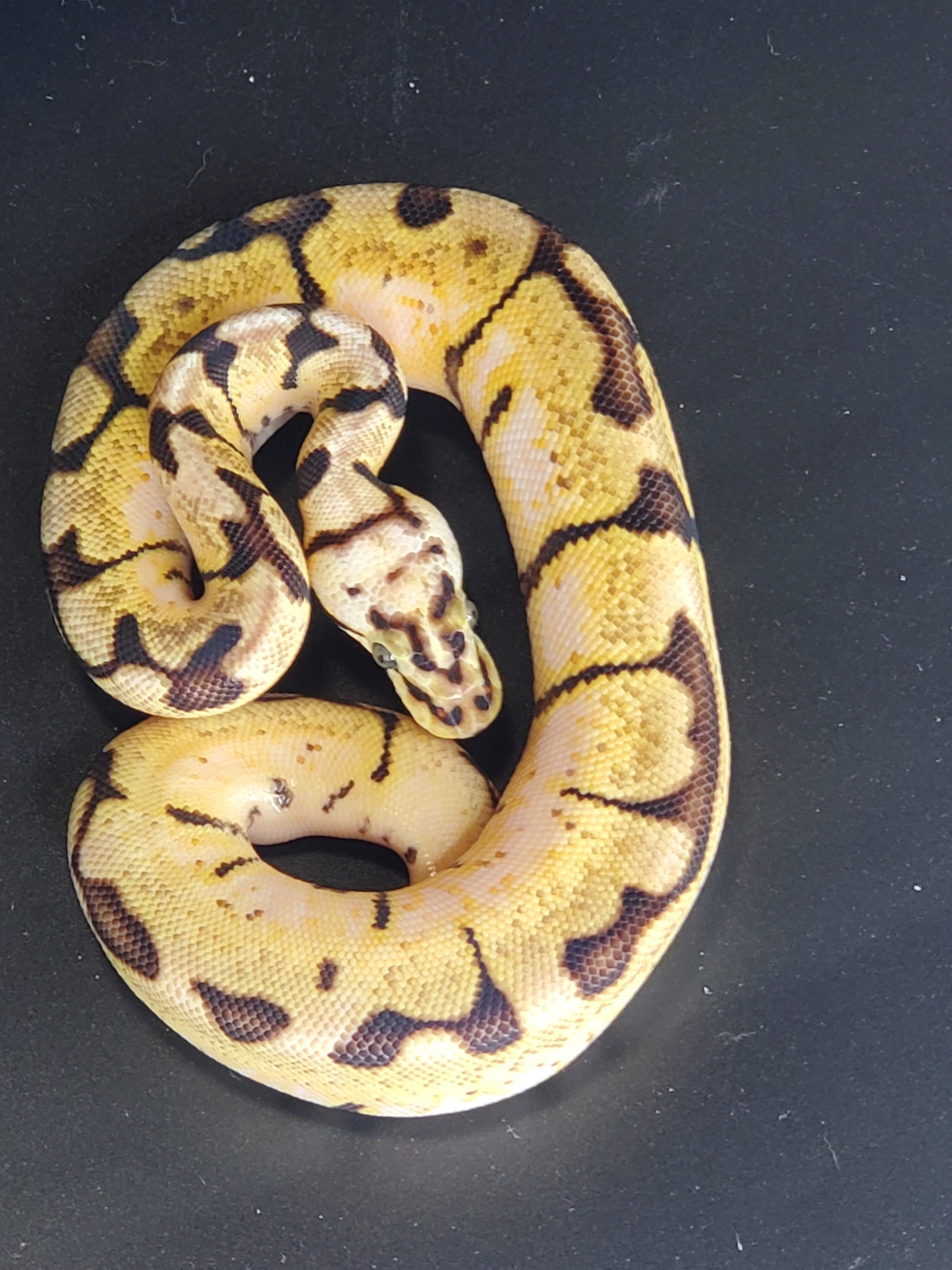 Pastel Spider 100% Het VPI Pos Het Clown And Pied Ball Python by Brian ...