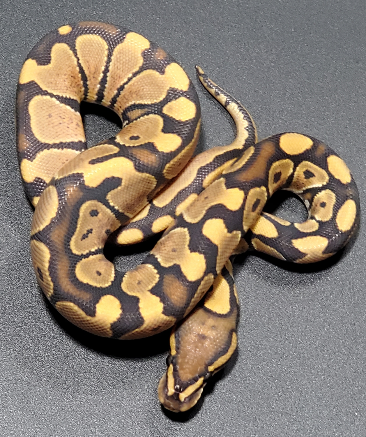 Hypo 100% Het Puzzle Ball Python by Brian Bode Reptiles - MorphMarket