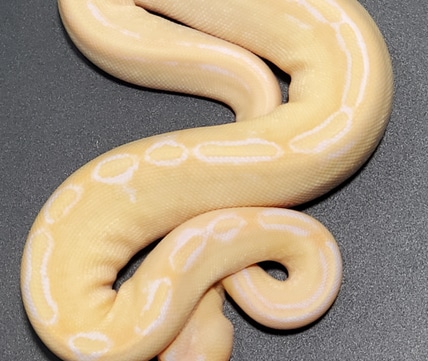 Pastel Cryptic Pied 100% Het Desert Ghost Ball Python by Brian Bode ...