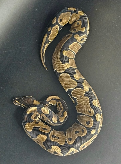 66% Het Pied 50% Het Sunset Ball Python by Brian Bode Reptiles