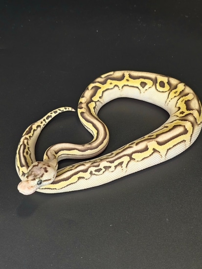 Pastel Lesser Crypton Het Desert Ghost Het Pied Ball Python by Brian ...