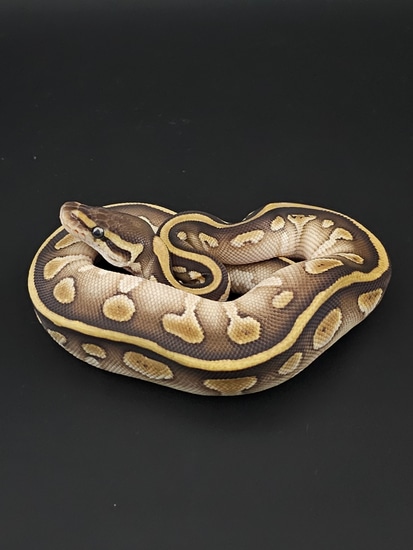Lesser Double Het Desert Ghost Clown 100% Het Piebald Ball Python by ...