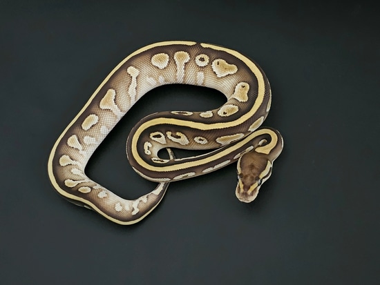 Lesser Double Het Desert Ghost Clown 100% Het Piebald Ball Python by ...