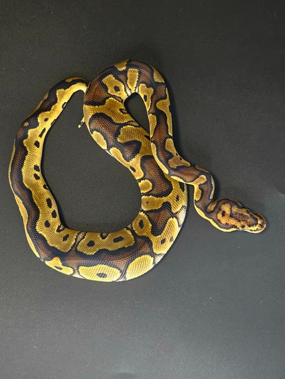 Clown 100% Het Sunset Ball Python by Brian Bode Reptiles
