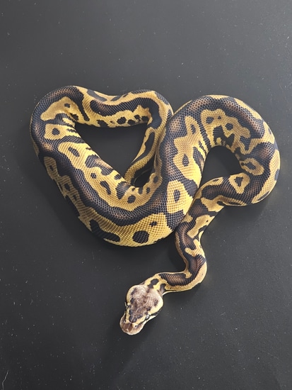 Pastel DH Sunset Clown Ball Python by Brian Bode Reptiles