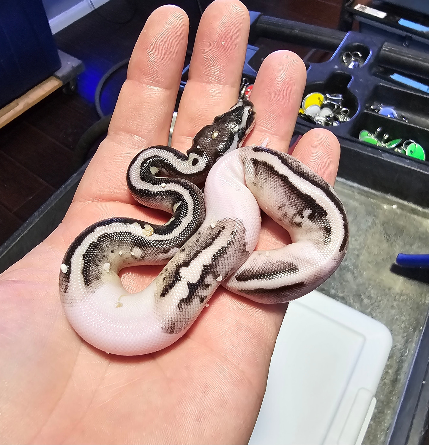 VPI Pied 66% Het Desert Ghost Pos Clown And Cryptic Ball Python by ...