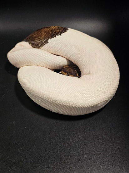 Panda Pied Mini Project 1 .1 Ball Python by Brian Bode Reptiles