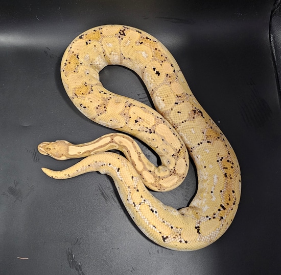 Coral Glow Het Pied Ball Python by Brian Bode Reptiles