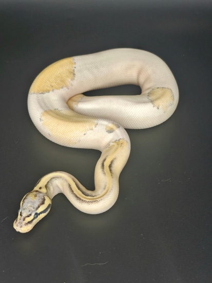 Super Pastel Desert Ghost Pied DH VPI And Cryptic Ball Python by Brian Bode Reptiles
