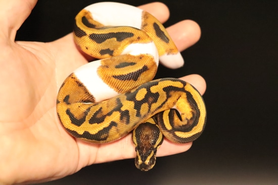 Pied Het Sunset Ball Python by Brian Bode Reptiles