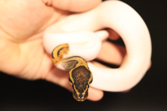 Pied Het Sunset High White Ball Python by Brian Bode Reptiles