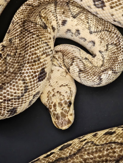 Killer Clown #2 Ball Python by Brian Bode Reptiles