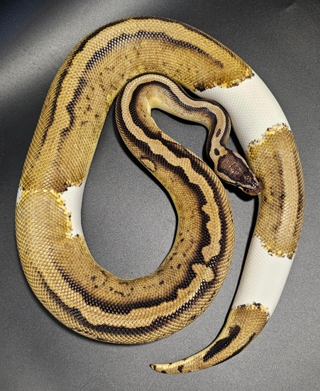 Cryptic Pied 100% Het Desert Ghost Ball Python by Brian Bode Reptiles