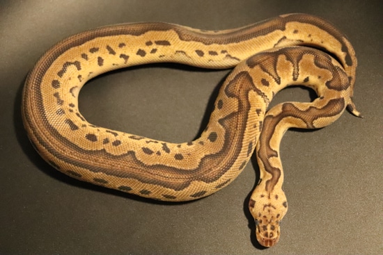 Pastel Clown DH Lavender Pied Ball Python by Brian Bode Reptiles