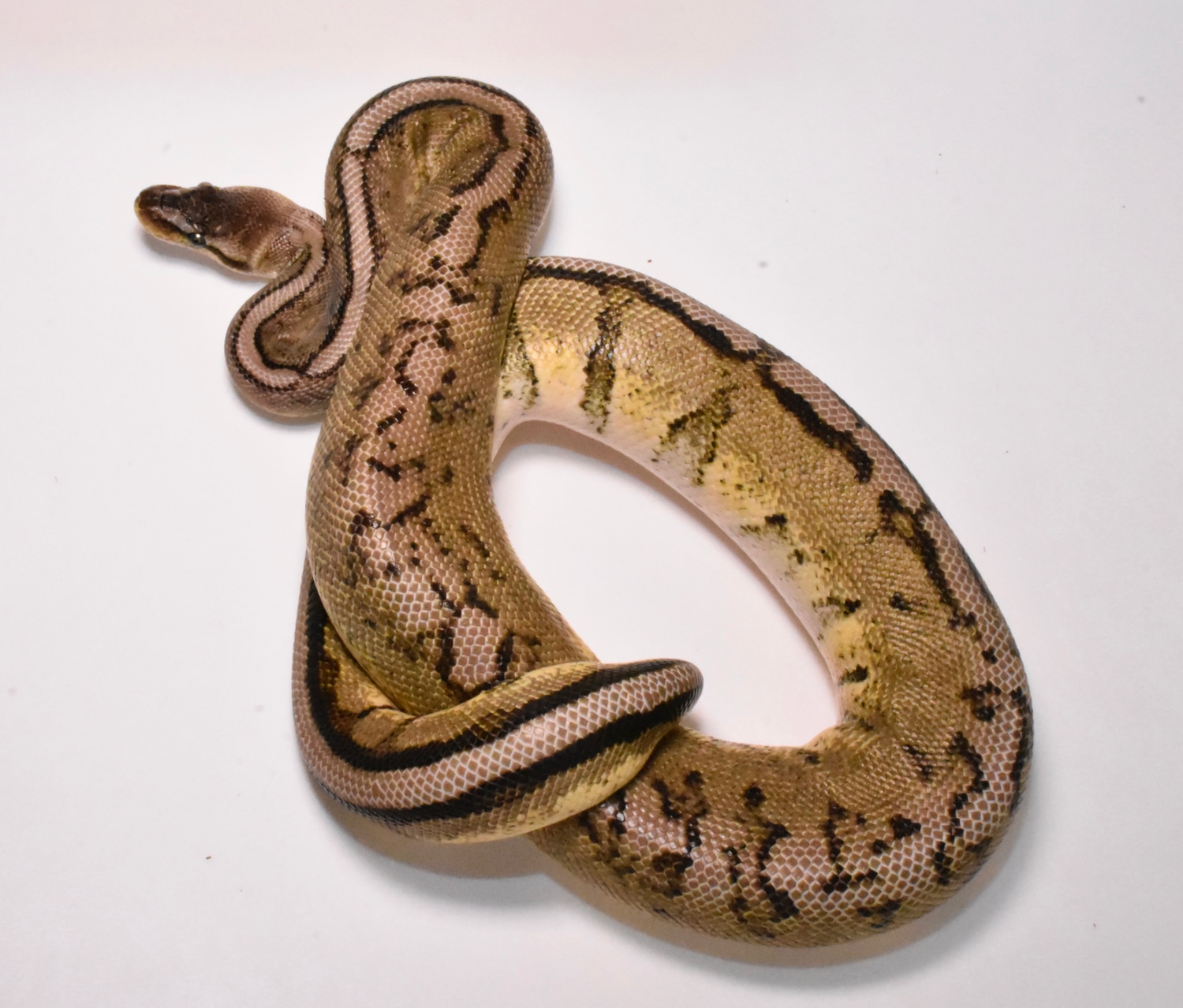 Orange Dream Enchi Genetic Stripe Ball Python by Borisdonia - MorphMarket