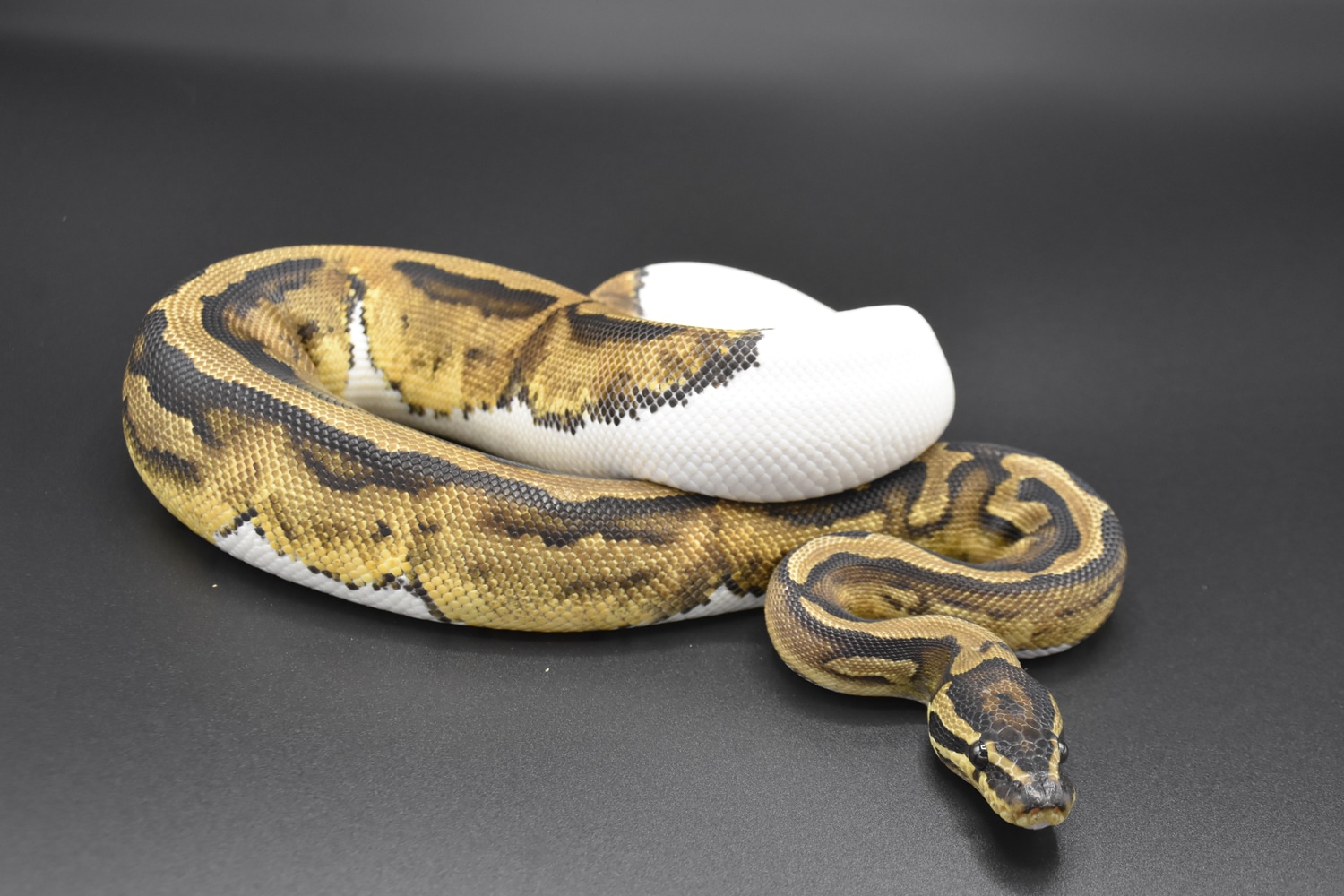 Enchi Pied Female Ball Python by Borisdonia - MorphMarket