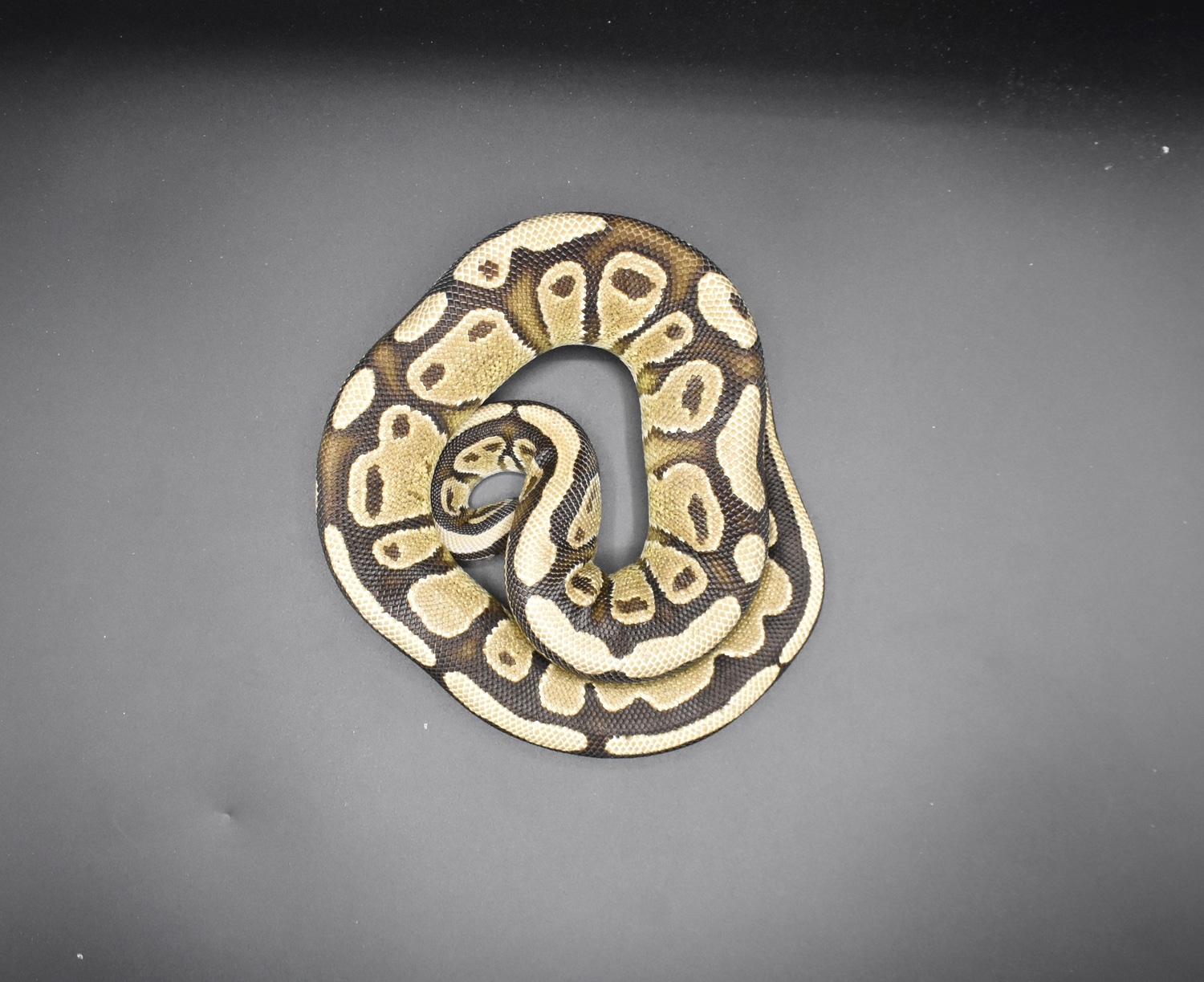 Pastel Het Genetic Strip Ball Python by Borisdonia - MorphMarket