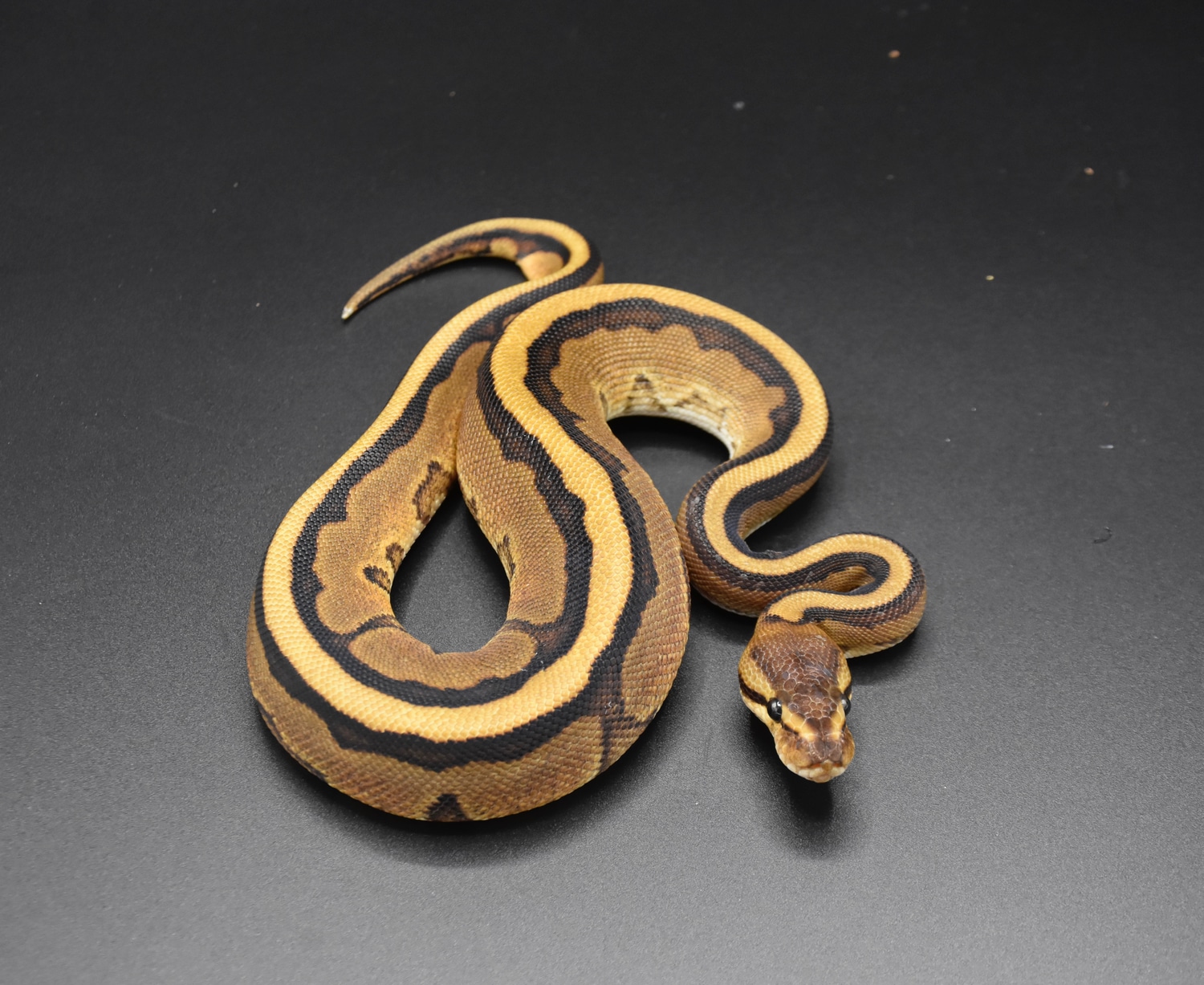 Genetic Strip Ball Python by Borisdonia - MorphMarket