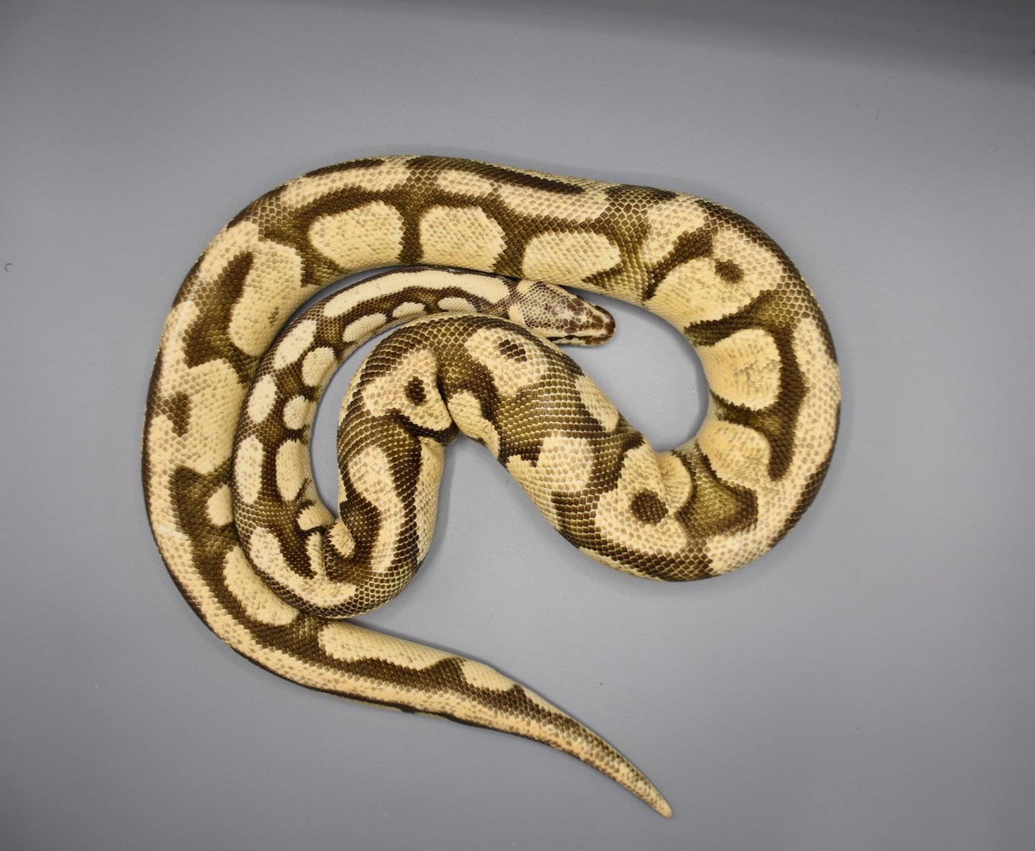 Pastel Fire Enchi Het Genetic Stripe Ball Python by Borisdonia ...