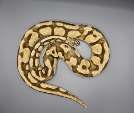 Pastel Het Genetic Strip Ball Python by Borisdonia - MorphMarket