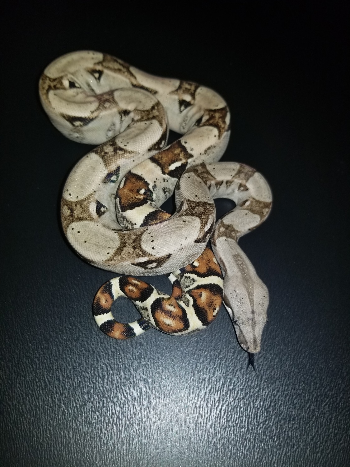 Colombian Het. Anery Poss. Het. Albino Boa Constrictor by 18th Dynasty ...