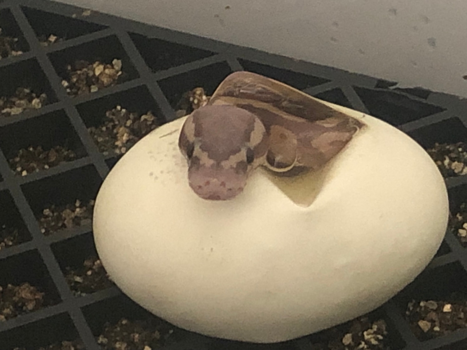 Ball Python Clutch: BR23c-223 by BoGidiz Reptiles - MorphMarket