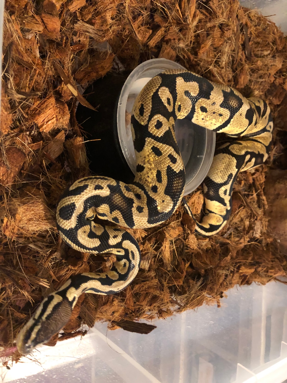 Pastel 66% Het Tri-Stripe Ball Python by BoGidiz Reptiles - MorphMarket
