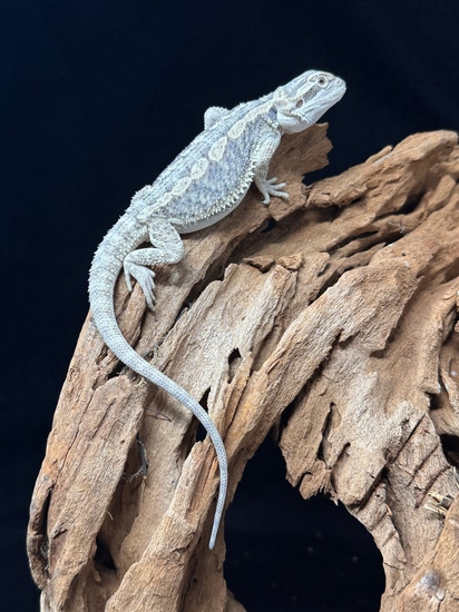 Quad-Het Hybrid Baby (66% Het Zero / Trans / Witblits / Hypo) Central ...