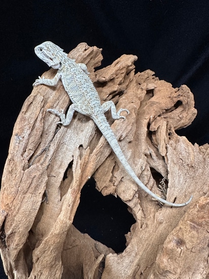 Hybrid HYPO Baby (66% Het Zero / 66% Het Trans / 66% Het Witblits ...