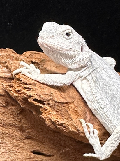 Hybrid HYPO ZERO Leatherback Baby (66% Het Trans / 66% Het Witblits ...