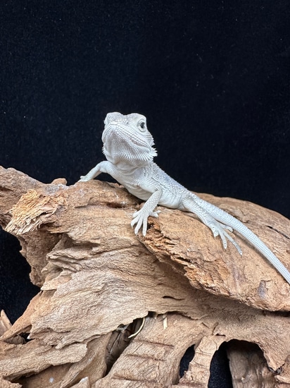 Hybrid MARBLE WERO Baby (66% Het Hypo / 66% Het Trans) Central Bearded ...