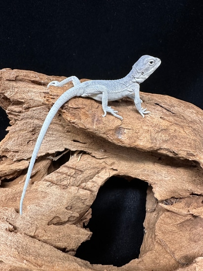 Unique Hybrid HYPO WERO Baby (66% Het Trans) Central Bearded Dragon by ...