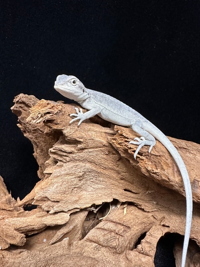 Hybrid ZERO LEATHERBACK Baby (66% Het Trans / 66% Het Witblits / 66% ...