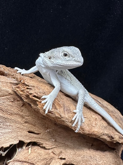 Hybrid WITBLITS Baby (66% Het Trans / 66% Het Zero / 66% Het Hypo ...