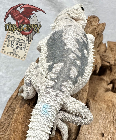 MARBLED HYPO WERO Bearded Dragon (Het Trans / Zero / Witblits) 1 ...