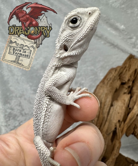 Hypo WERO Bearded Dragon (Het Trans / Zero / Witblits) 6 Central ...