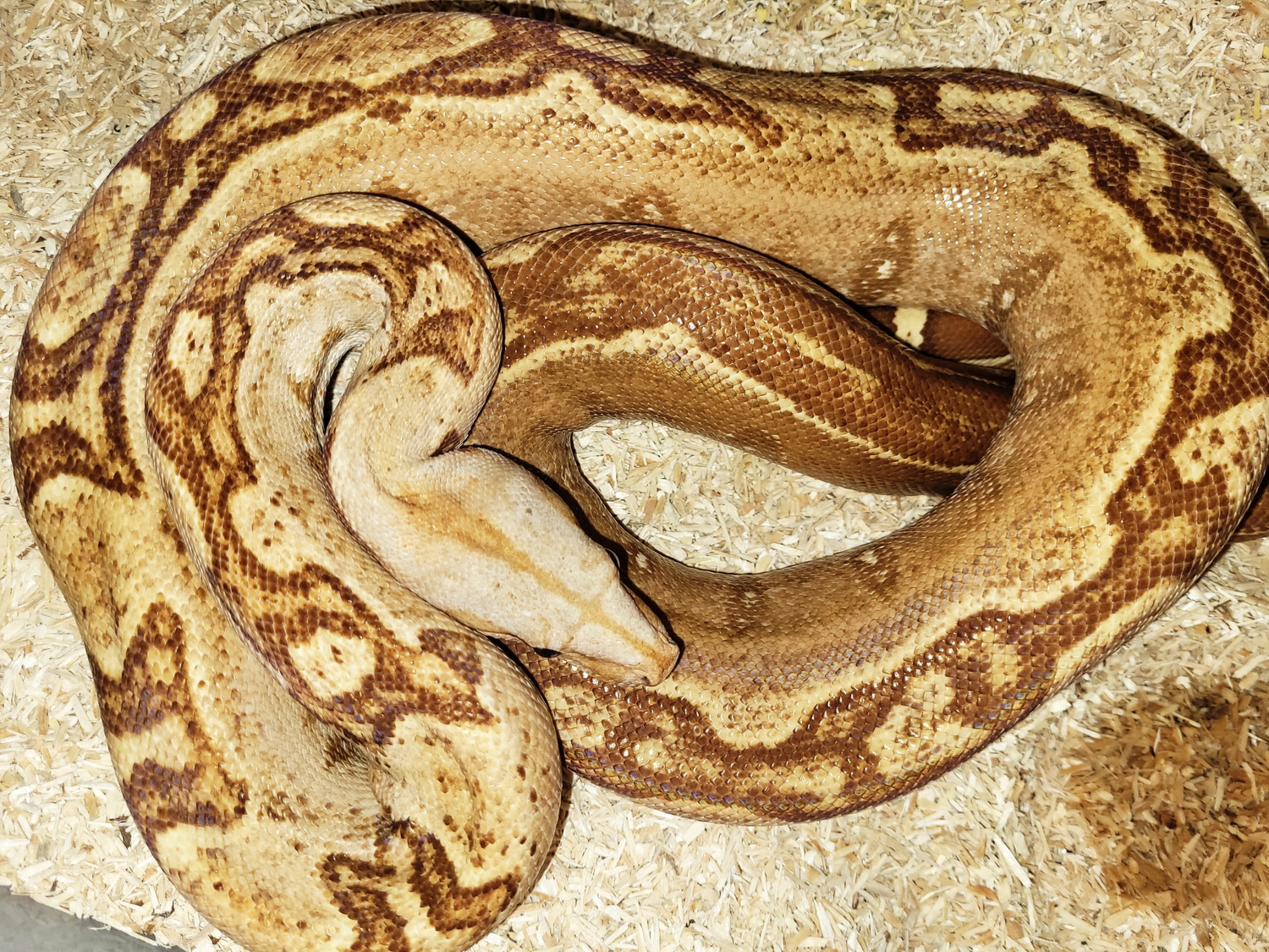 1,0 Honduras T+ Onyx Boa Constrictor by Boidenzucht Wolfgang Buchhorn ...