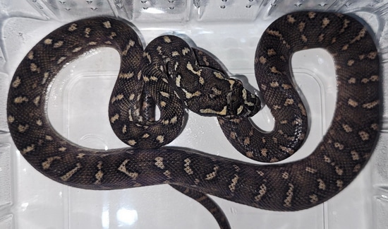 Morelia Spilota Spilota Diamond Carpet Python by Boidenzucht Wolfgang ...